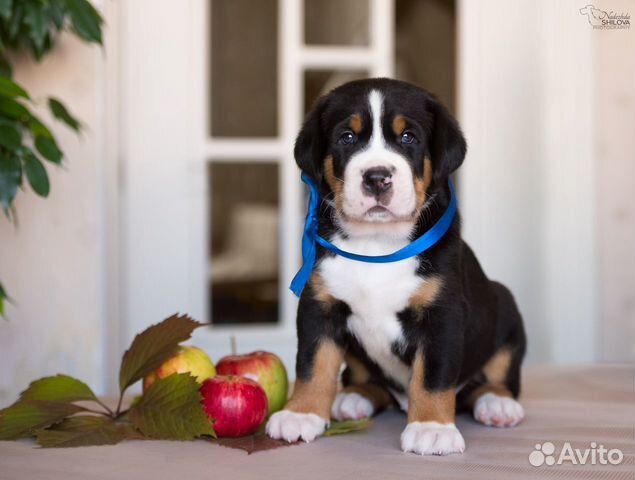 Щенки Большого Швейцарского Зенненхунда