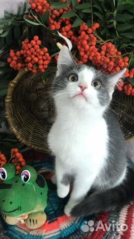 Котёнок в добрые руки