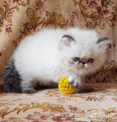 Персидская гималайская кошечка