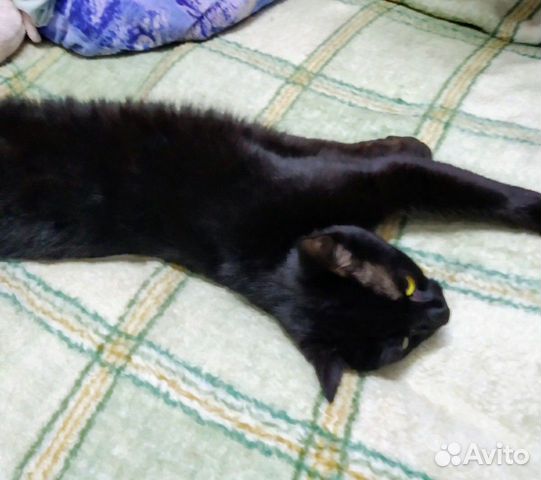 Молодой котик Чарльз в дар