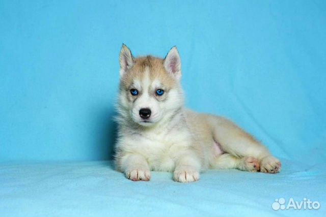 Щенки хаски на любой вкус
