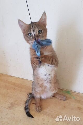 Котик чаузи ф1