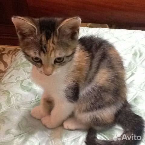 Милая кошечка