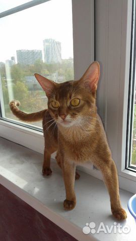Породистый Абиссинский кот на вязку