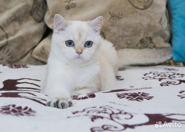 Британский котенок