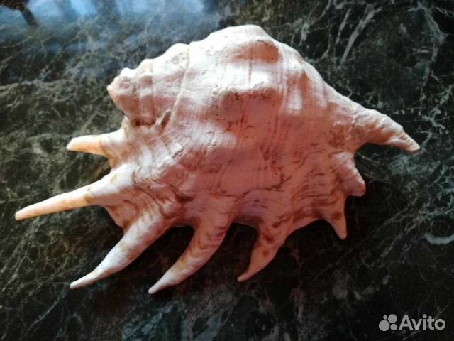 Большая ракушка