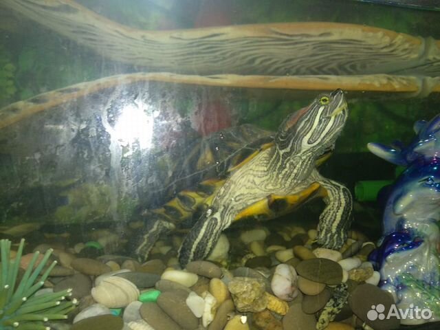 Красноухие черепахи