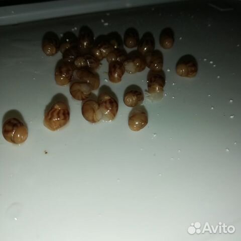 Улитята ахатинчики