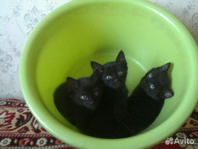 Чёрные котятки в добрые руки 1,5 месяца
