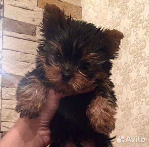 Кукольный мини Йорк