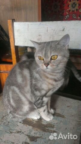 Британская молодая кошка