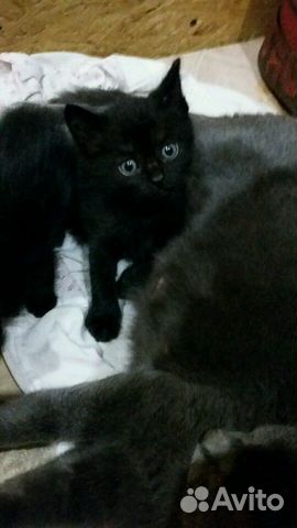 Отдам котят