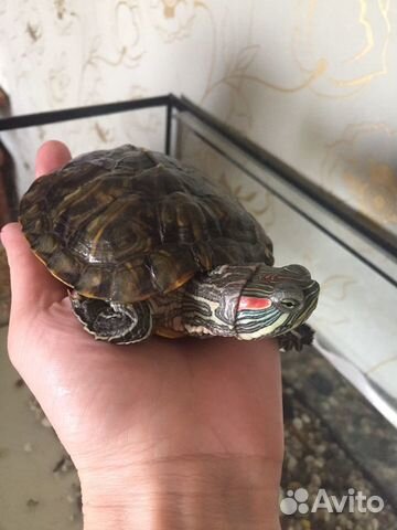 Черепаха