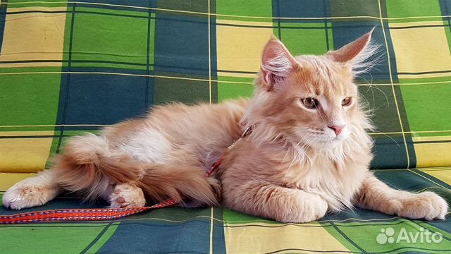 Котята мейн кун помесь