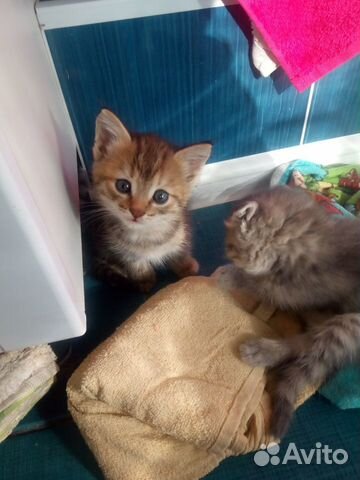 Милая котеечка в добрые руки