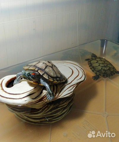 Красноухие черепахи