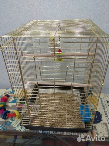 Продам попугая породы Корелла с клеткой