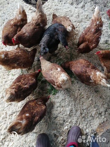 Продам кур несушек
