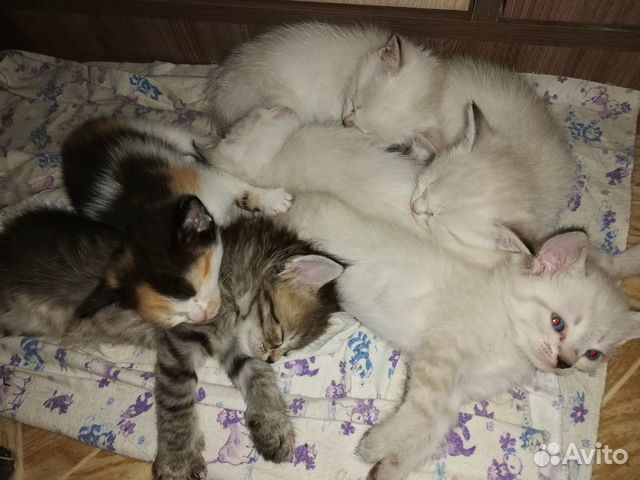 Котята тайской породы