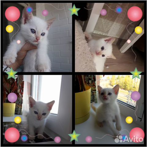 Котенок белоснежный