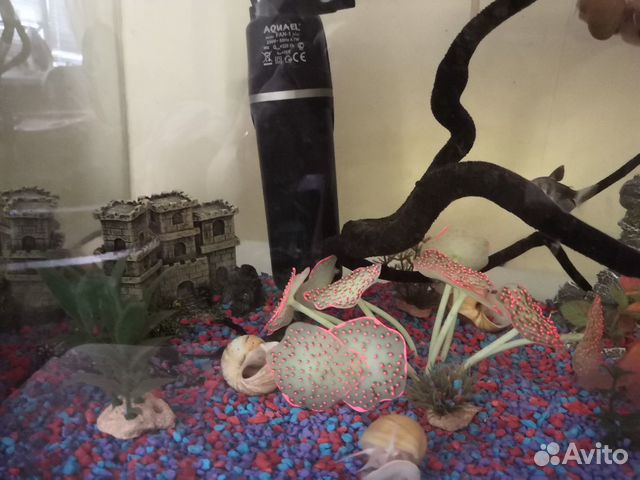 Аквариум