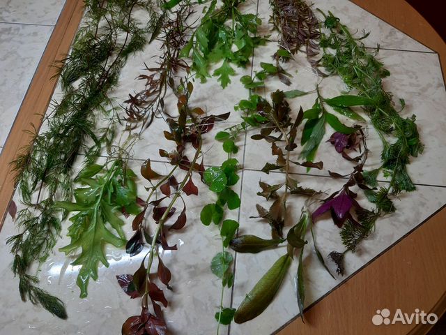 Аквариумные растения-излишки