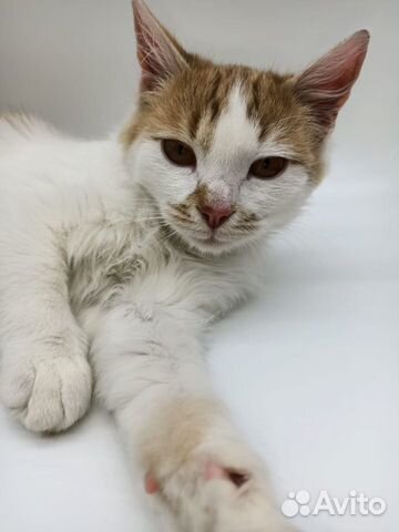 Котенок