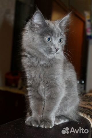 Отдаю котеночка