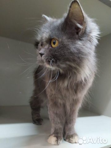 Кошечка ищет любящий дом