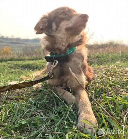 Лапочка стерилизована, привита, собака для души