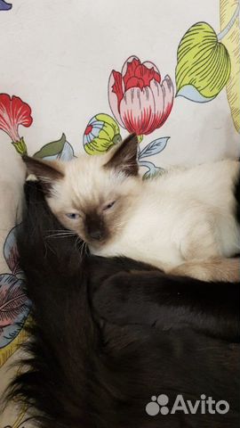 Отдам котенка в хорошие руки