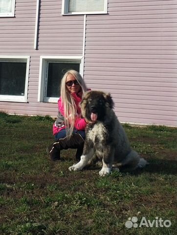 Щенок мальчик Кавказской овчарки