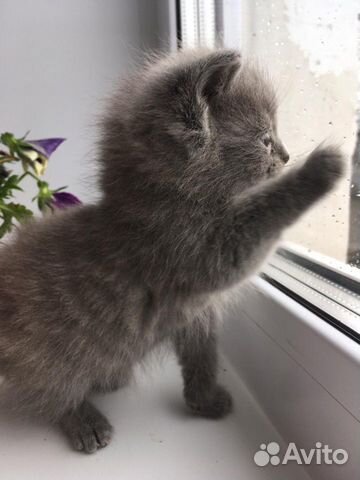 Котята 50/50 породистые)