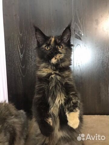 Котёнок Мейн-куна