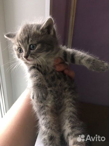 Бриташечка девочка