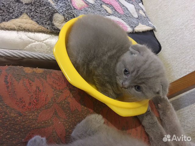 Шотландец вислоухий