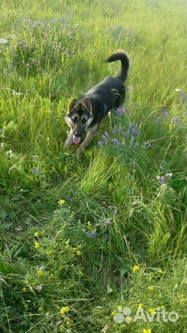 Собака Смесь немецкой овчарки