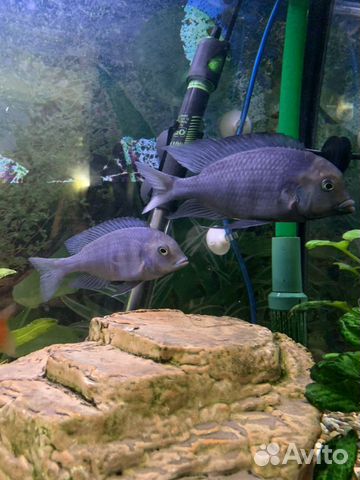 Голубой дельфин