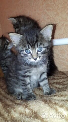 Красивые котята от красивейшего сибирского кота. к