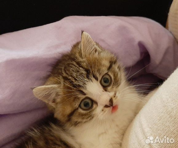 Отдам котенка
