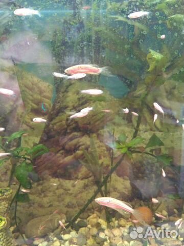 Мальки Данио