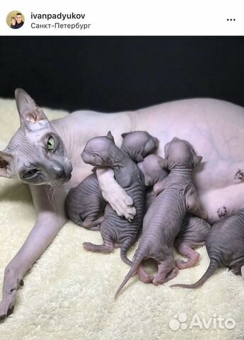 Донской сфинкс