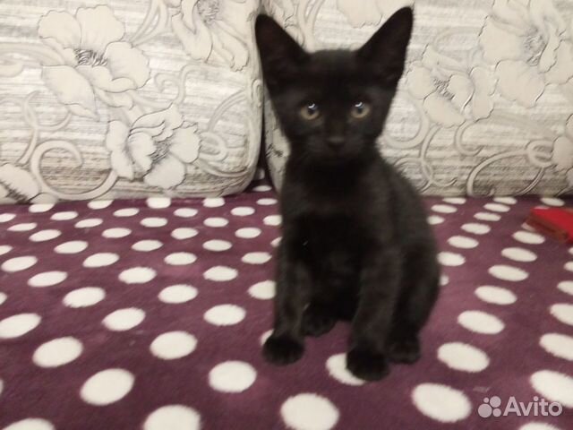 Мягкие пушистики в добрые руки