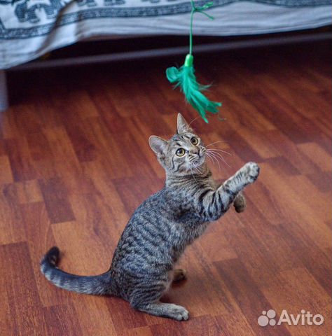 Котенок