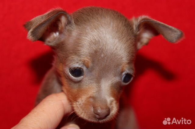 Крошечный тойчик (РКФ)