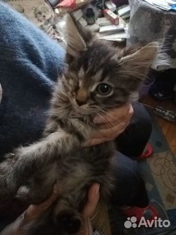 Котенок в добрые руки