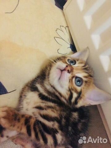 Шикарная бенгальская малышка