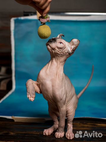 Котенок Эльф