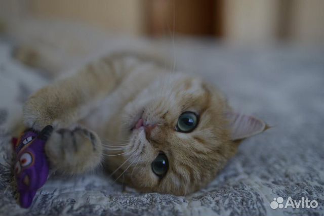 Ищем кота на вязку