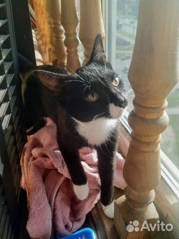 Нежная котенок-девочка, 6,5 мес в добрые руки